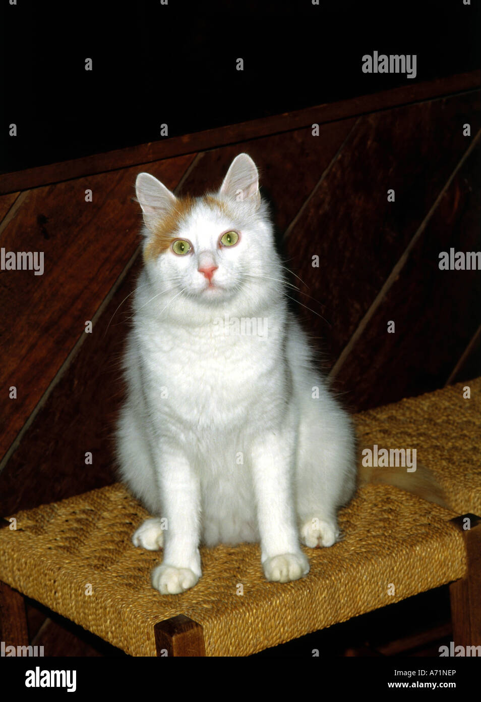zoology / animals, mammal / mammalian, cats, (Felidae), Turkish Van cat ...