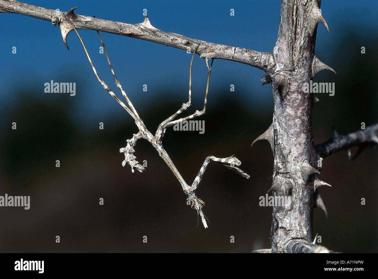 zoology / animals, insects, praying mantids, Cone head mantis, (Empusa ...