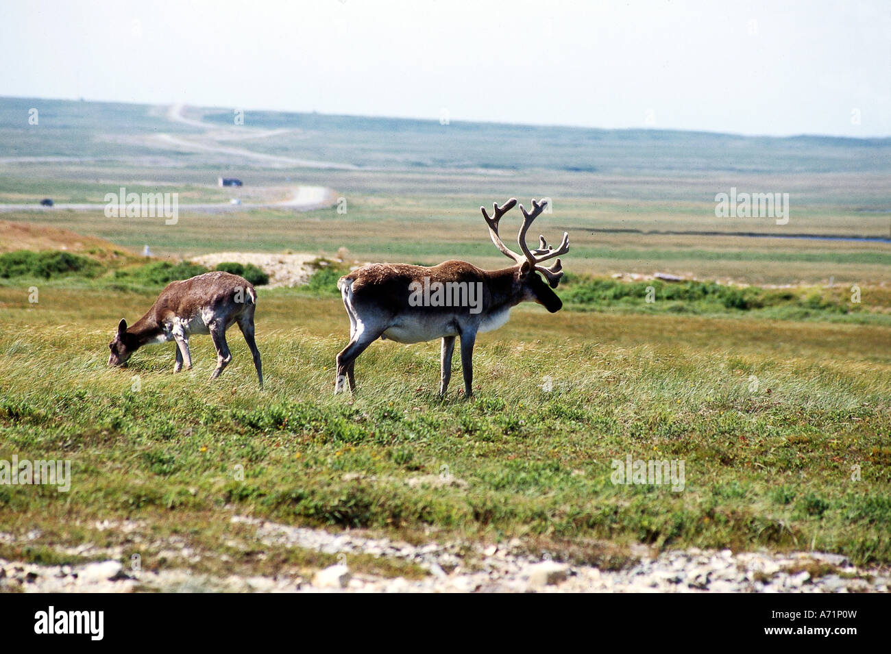 zoology / animals, mammal / mammalian, Caribou, (Rangifer tarandous ...