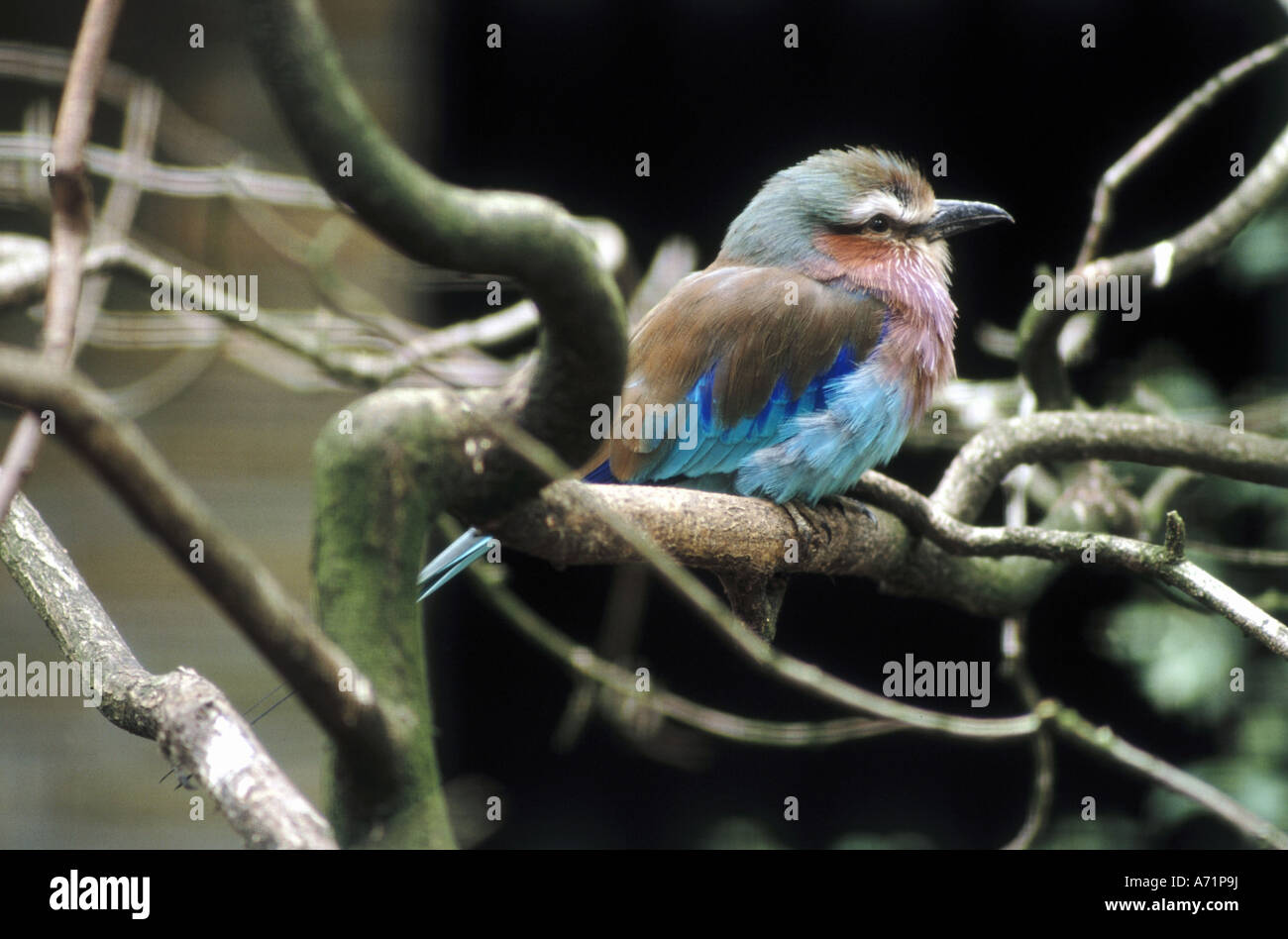 zoology / animals, avian / birds, Lilac-breasted Roller, (Coracias ...