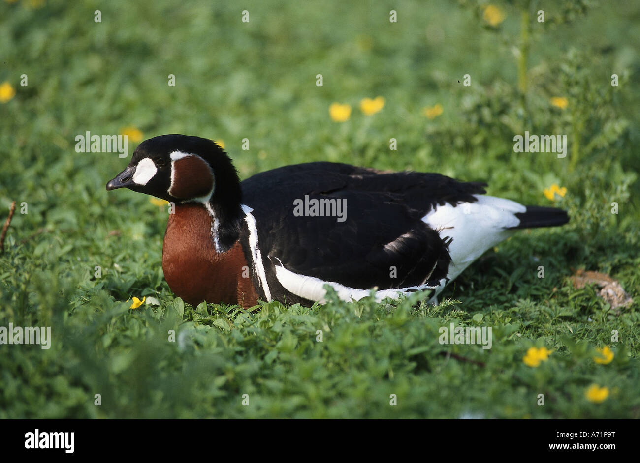 zoology / animals, avian / birds, Red-breasted Goose, (Branta ...