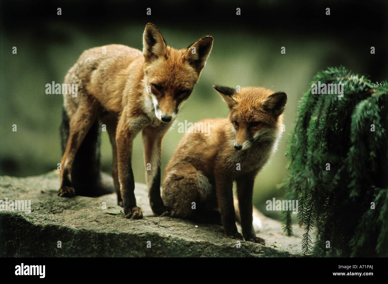 zoology / animals, mammal / mammalian, foces, Red Fox, (Vulpes vulpes ...