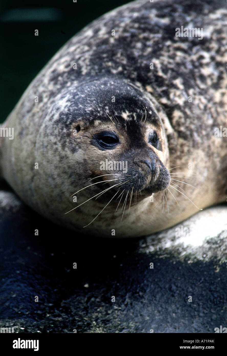 zoology / animals, mammal / mammalian, seals, Common Seal, (Phoca ...