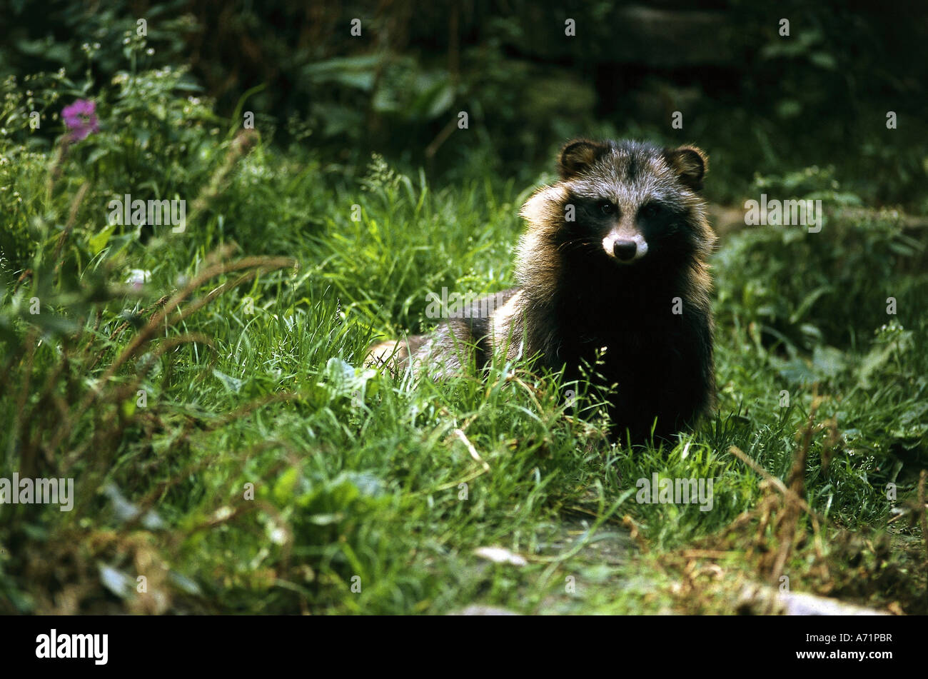 zoology / animals, mammal / mammalian, Raccoon Dog, (Nyctereutes ...