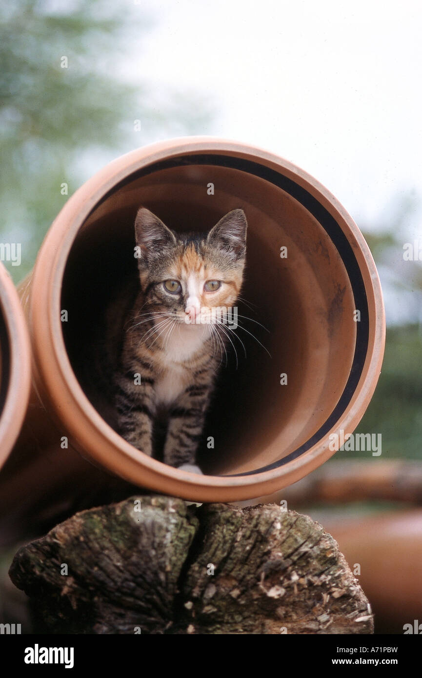 Kitten looking out of pipe hi-res stock photography and images - Alamy