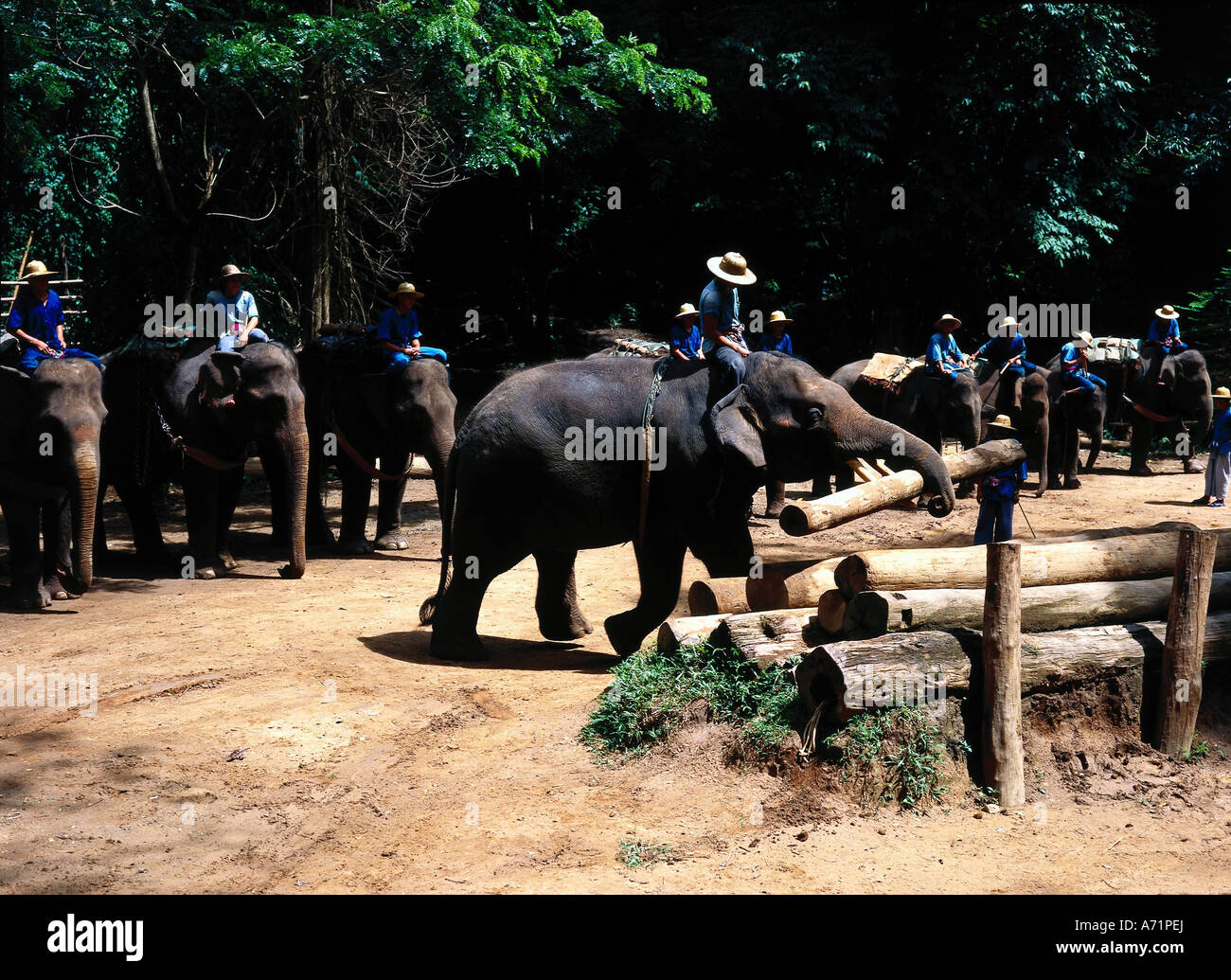 Working elephant in mae ping in training hi-res stock photography and ...
