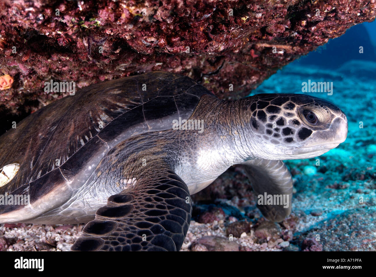 Loggerhead sea turtle underneath a rock in the Sea of Cortez Stock ...