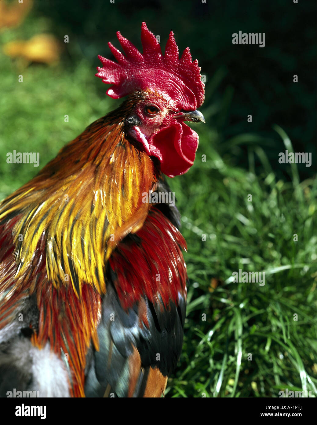 zoology / animals, avian / birds, chicken, (Gallus gallus domesticus ...