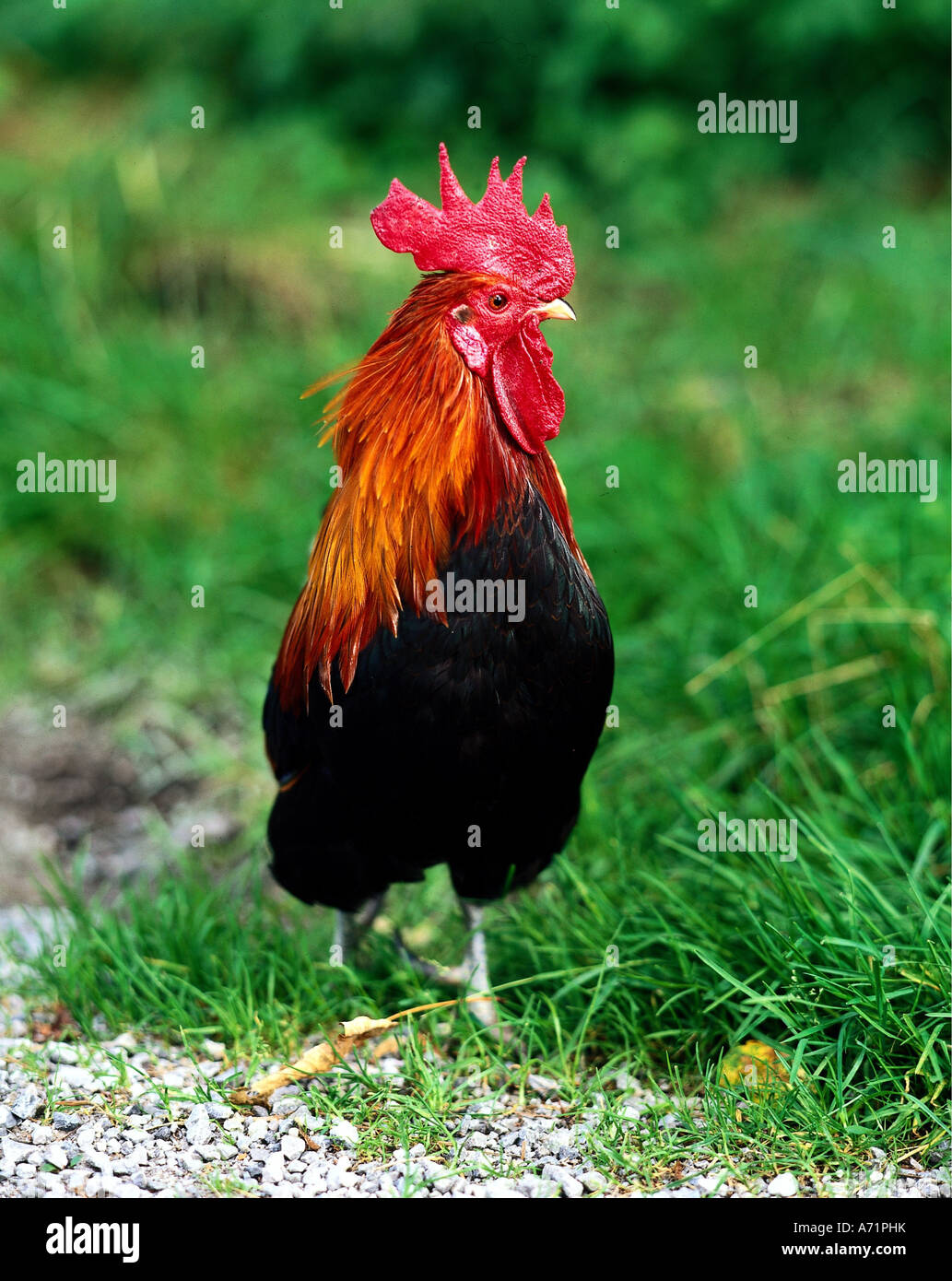 zoology / animals, avian / birds, chicken, (Gallus gallus domesticus ...