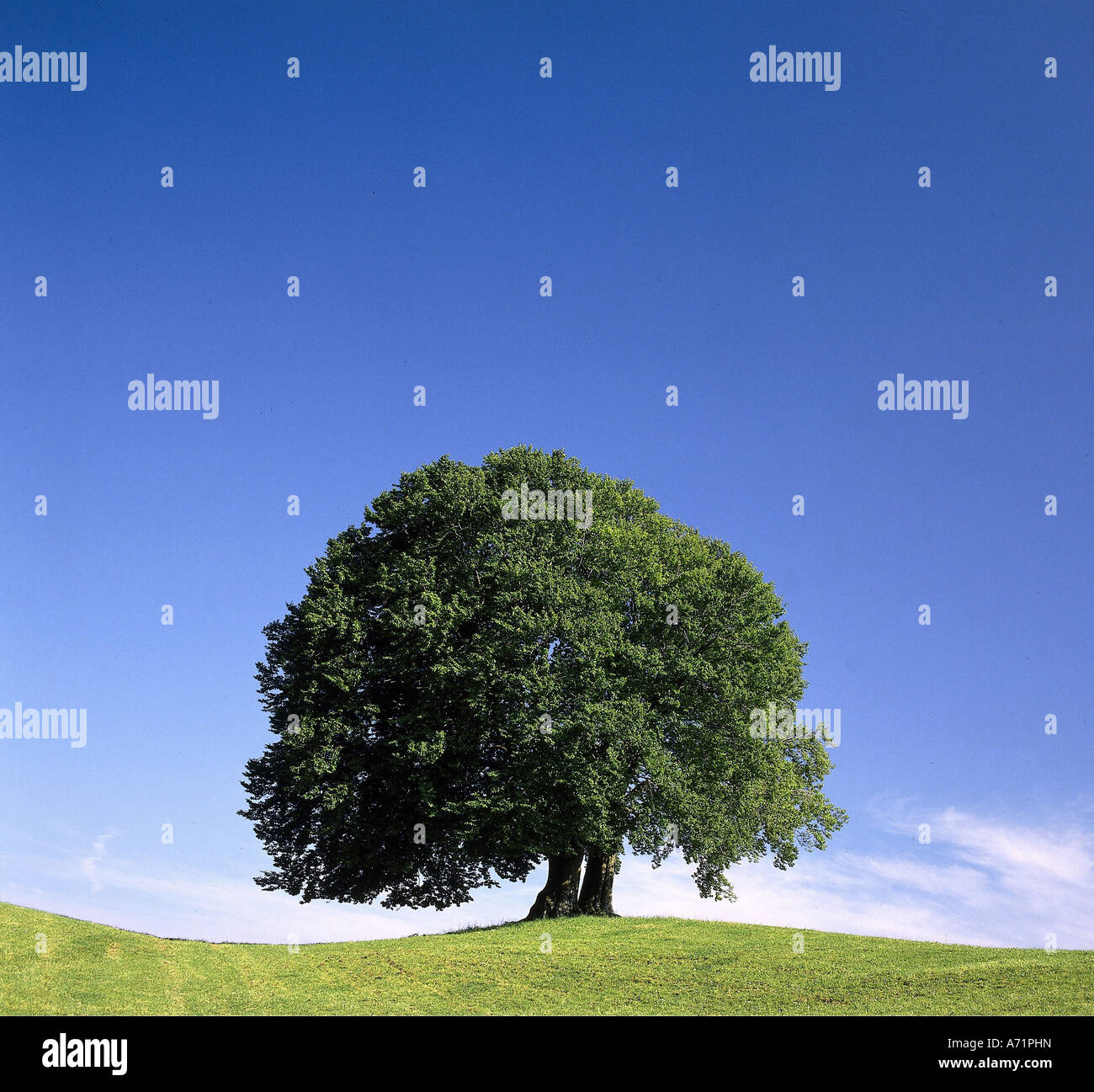 botany, oak, (Quercus), on meadow, Fagaceae, Hamamelidae, Fagales, blue ...