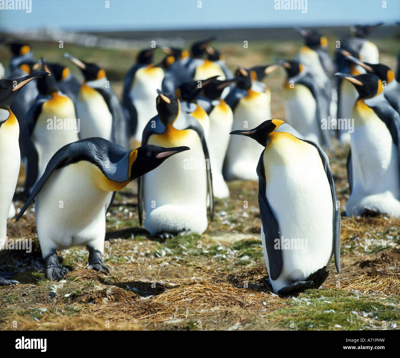 zoology / animals, avian / birds, penguins, King Penguin, (Aptenodytes ...