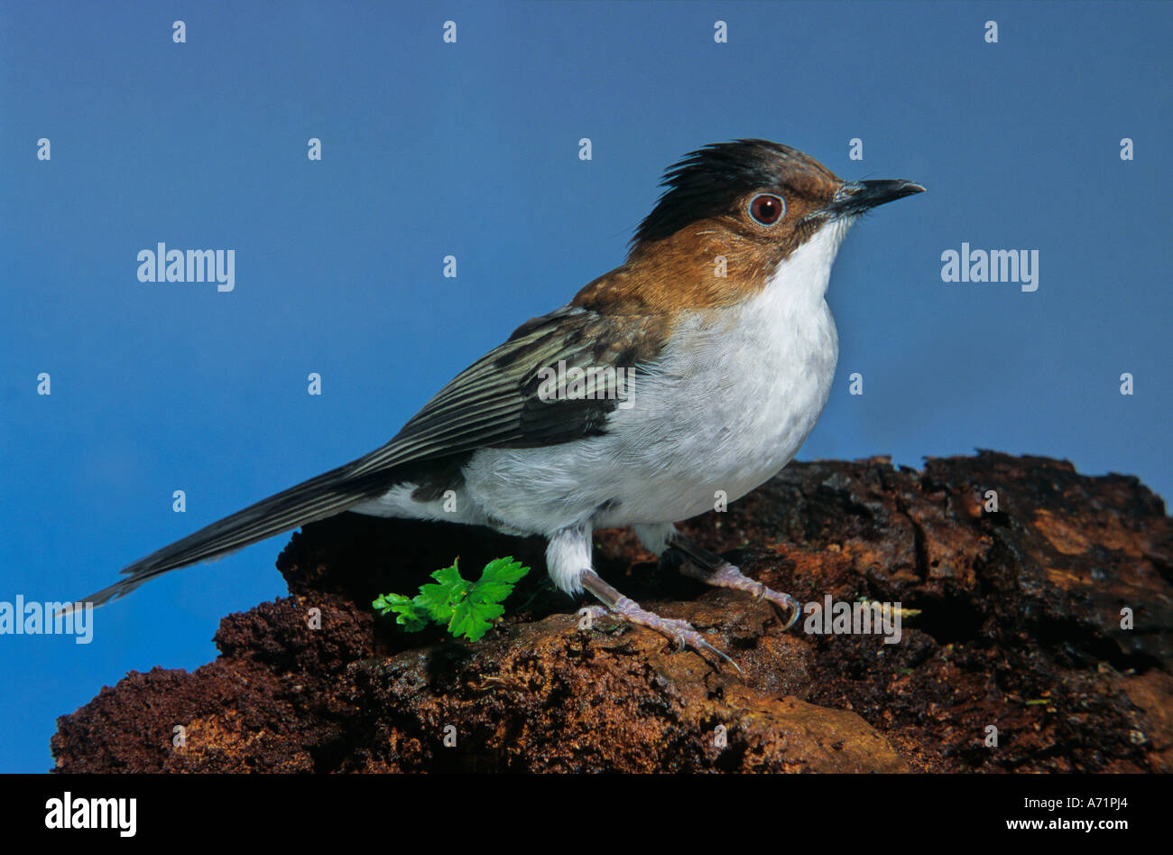 Chestnut-backed Bulbul. Chestnut Bulbul (Hemixos castanonotus Stock ...
