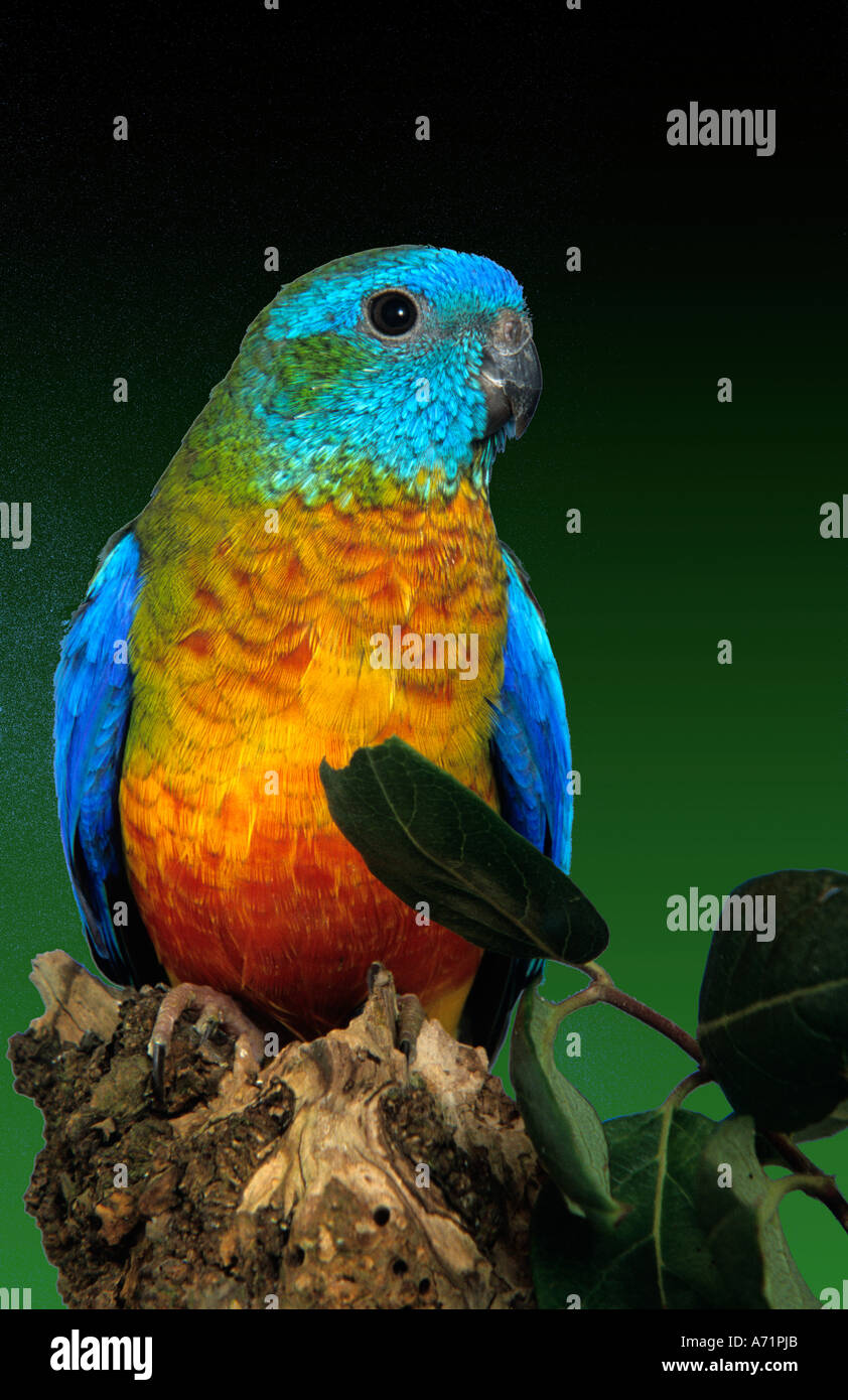 TURQUOISE PARAKEET. Turquoise Parrot (Neophema pulchella Stock Photo ...