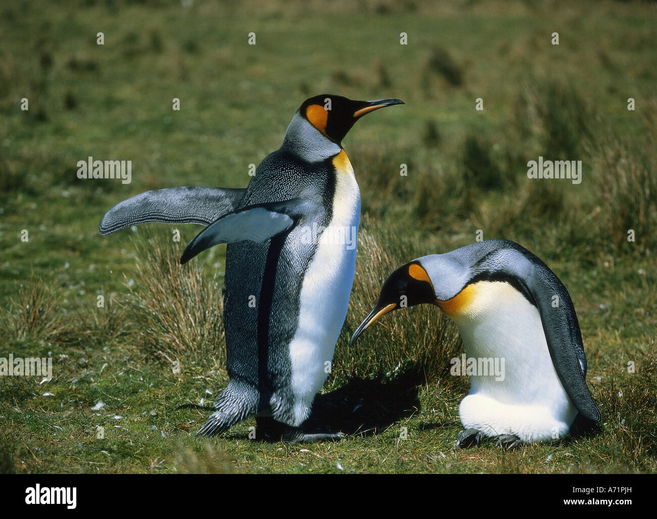 zoology / animals, avian / birds, penguins, King Penguin, (Aptenodytes ...
