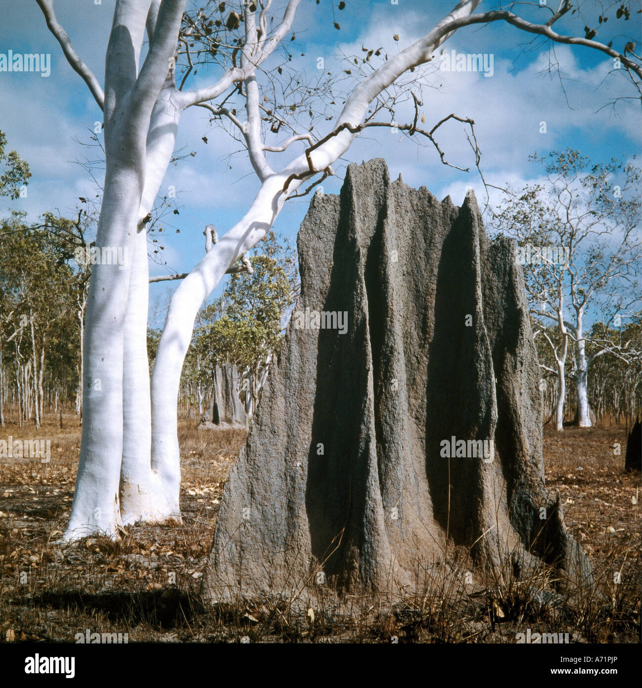 zoology / animals, insects, termite, (Isoptera), termite hill, in ...