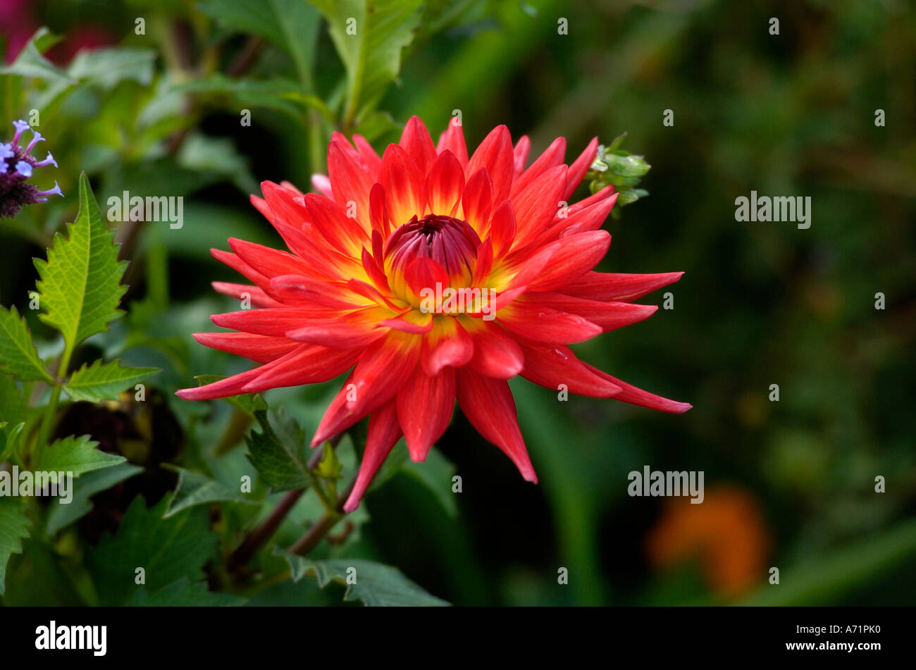 Narrow aster hi-res stock photography and images - Alamy