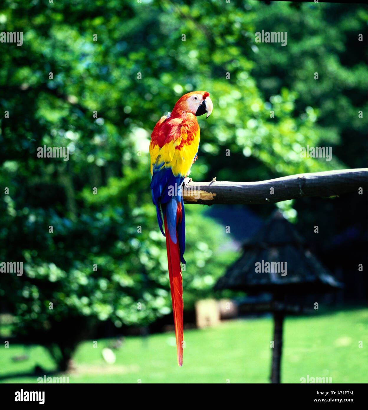 zoology / animals, avian / bird, Scarlet Macaw, (Ara macao), sitting on ...