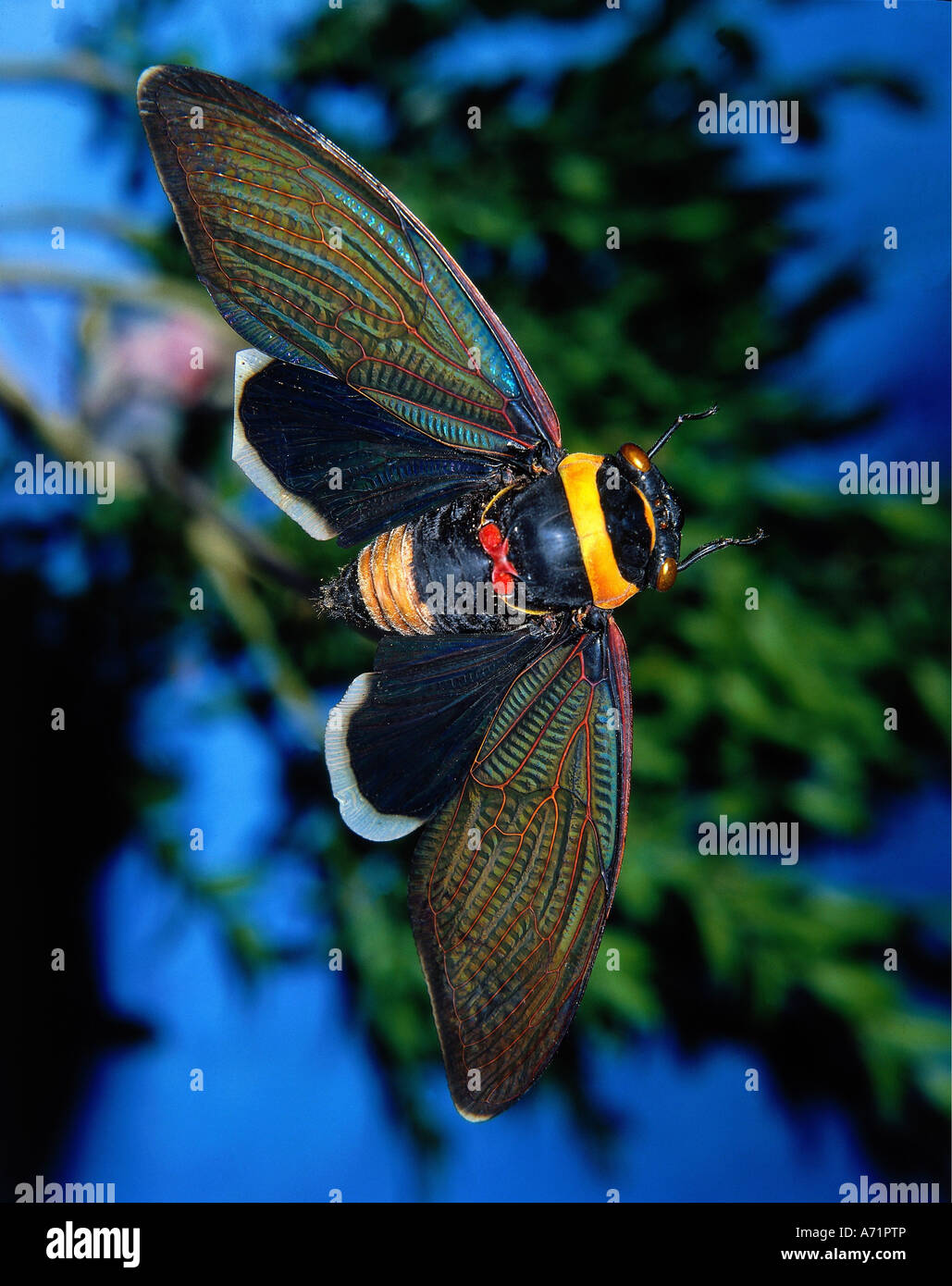 zoology / animals, insects, cicada, Cicada speciosa, flying, animal ...