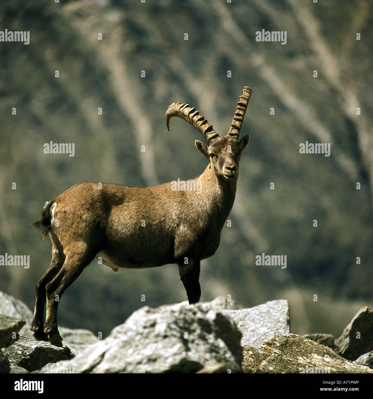 zoology / animals, mammal / mammalian, ibex, Alpine Ibex, (Capra ibex ...