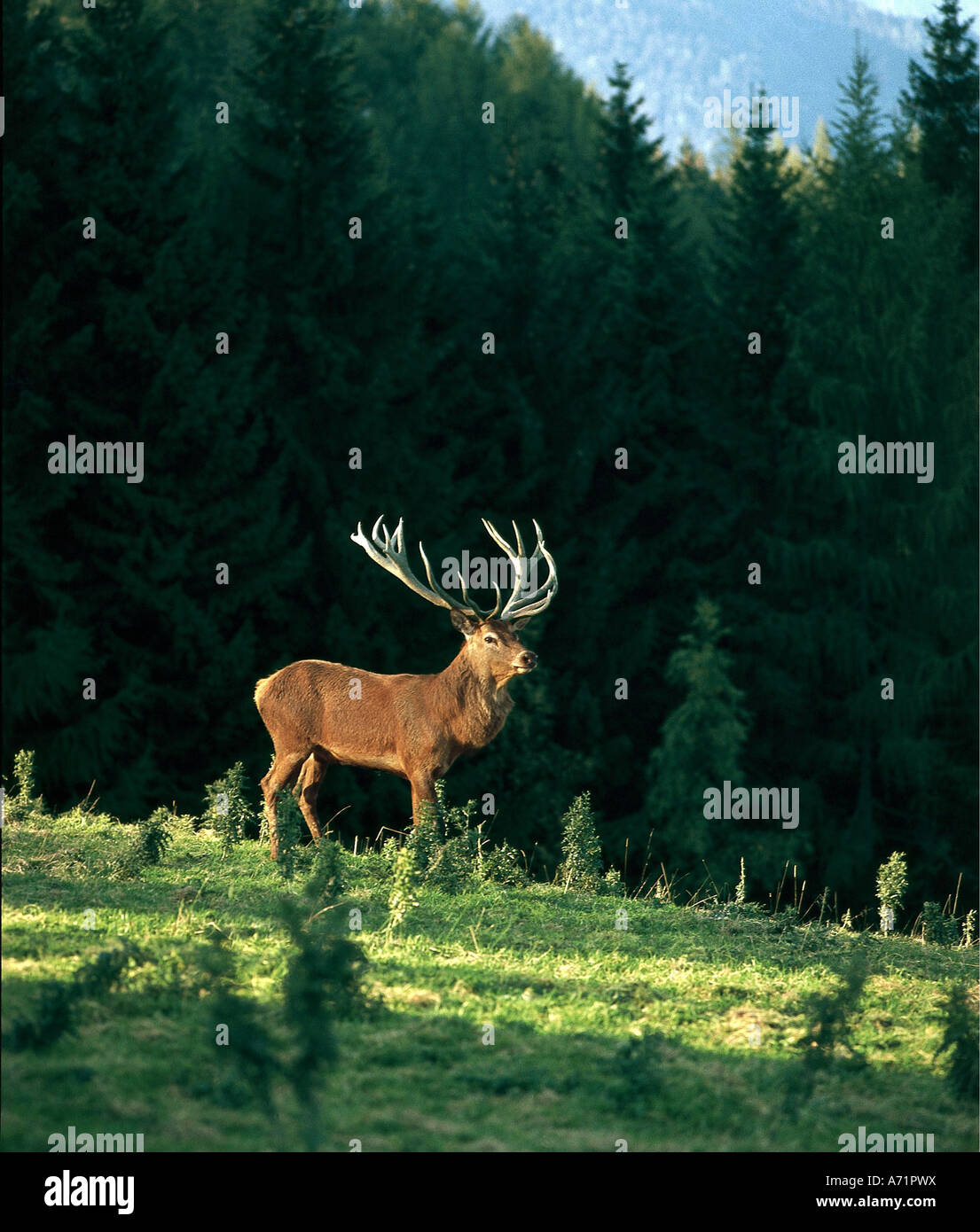 Deer of north africa hi-res stock photography and images - Alamy