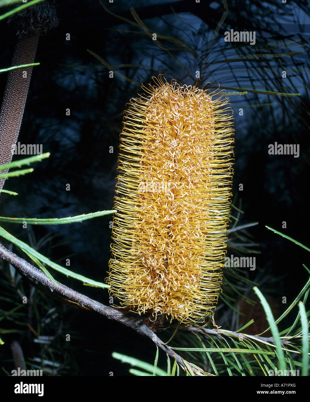 botany, Banksia, Hairpin Banksia, (Banksia spinulosa), blossom, at ...