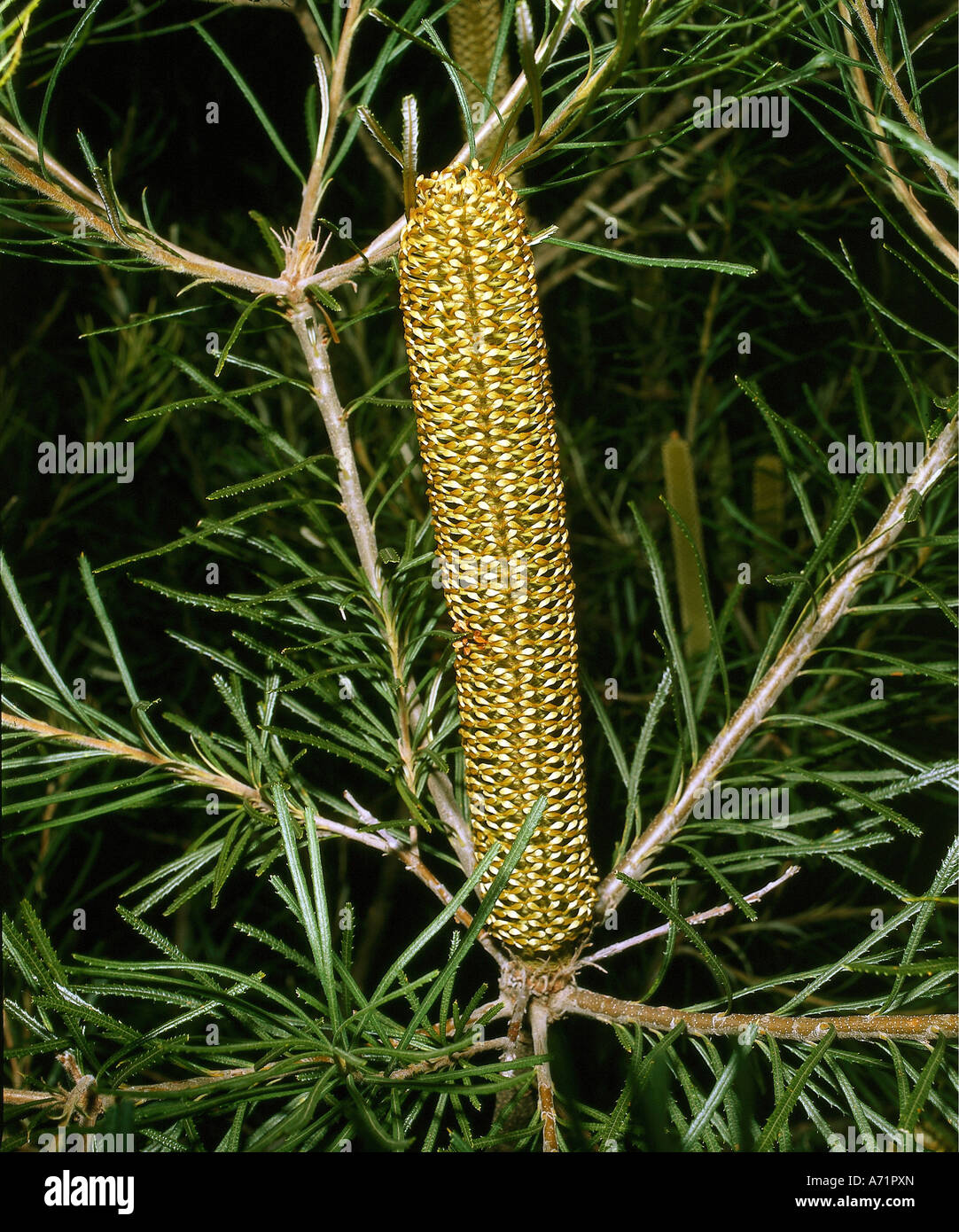 botany, Banksia, Swamp Banksia, (Banksia robur), blossoms, at branch ...