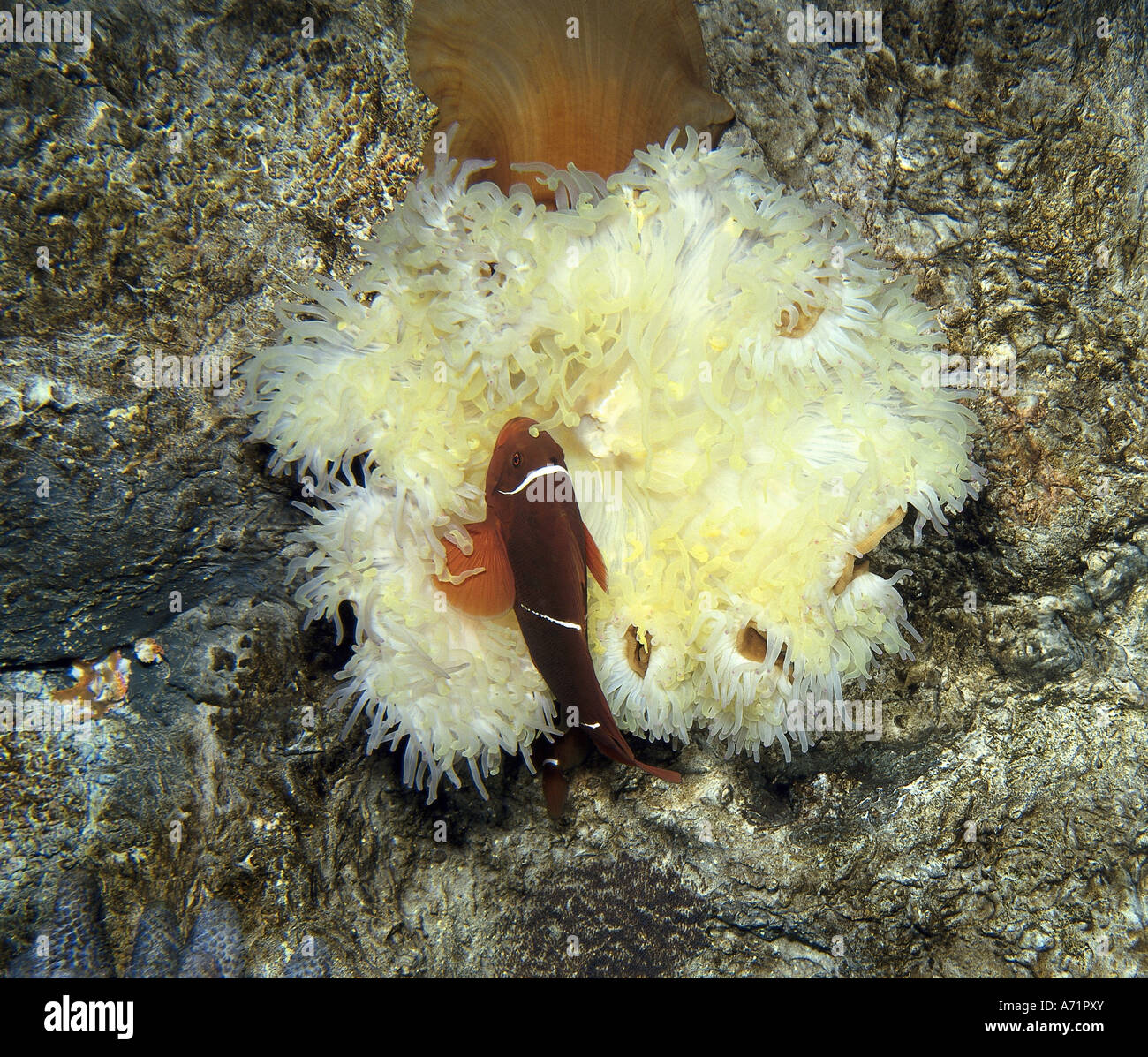 zoology / animals, fish, anemonefish, Percula Clownfish, (Amphiprion ...