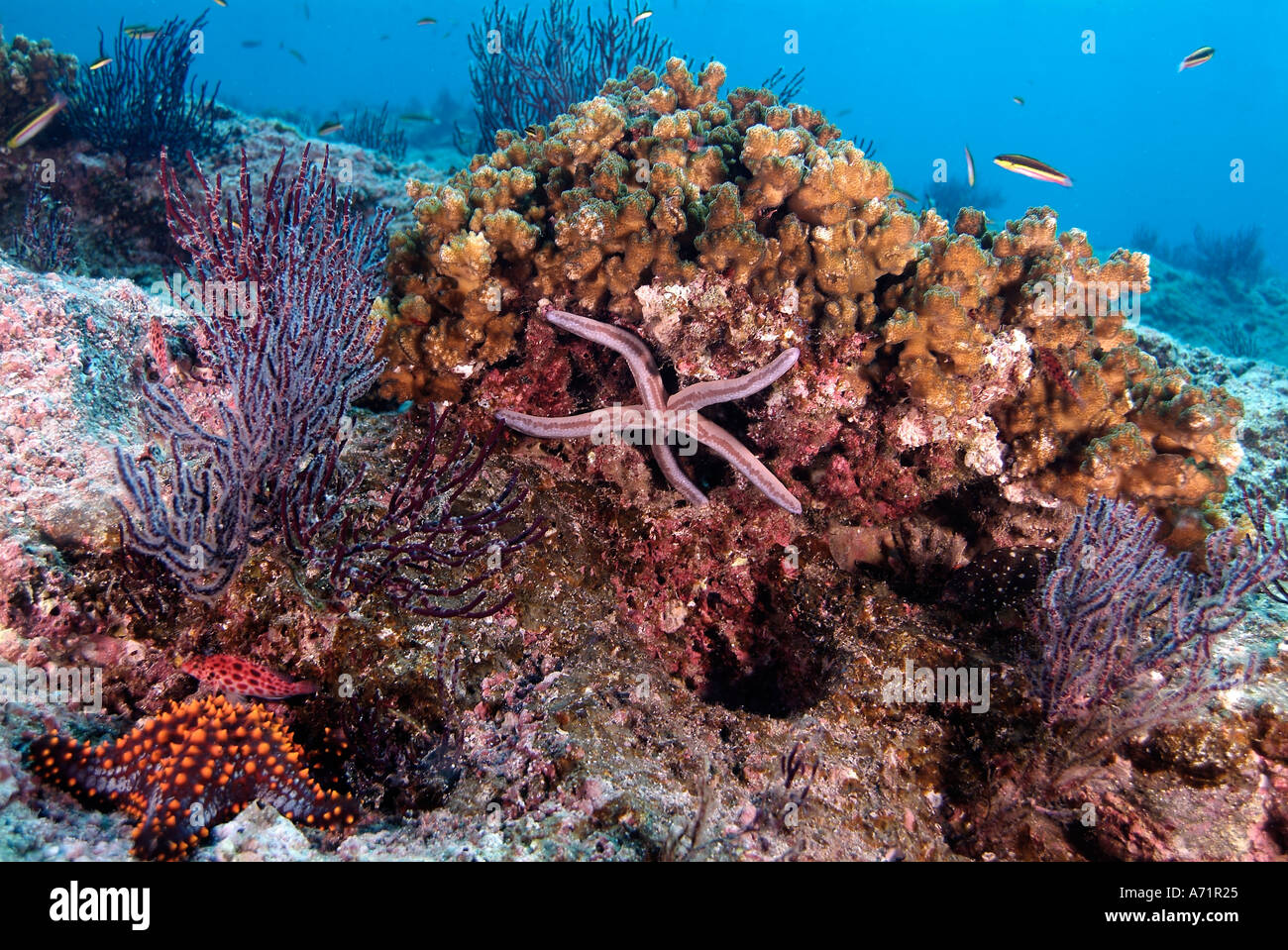 Two sea stars in the Sea of Cortez Stock Photo - Alamy