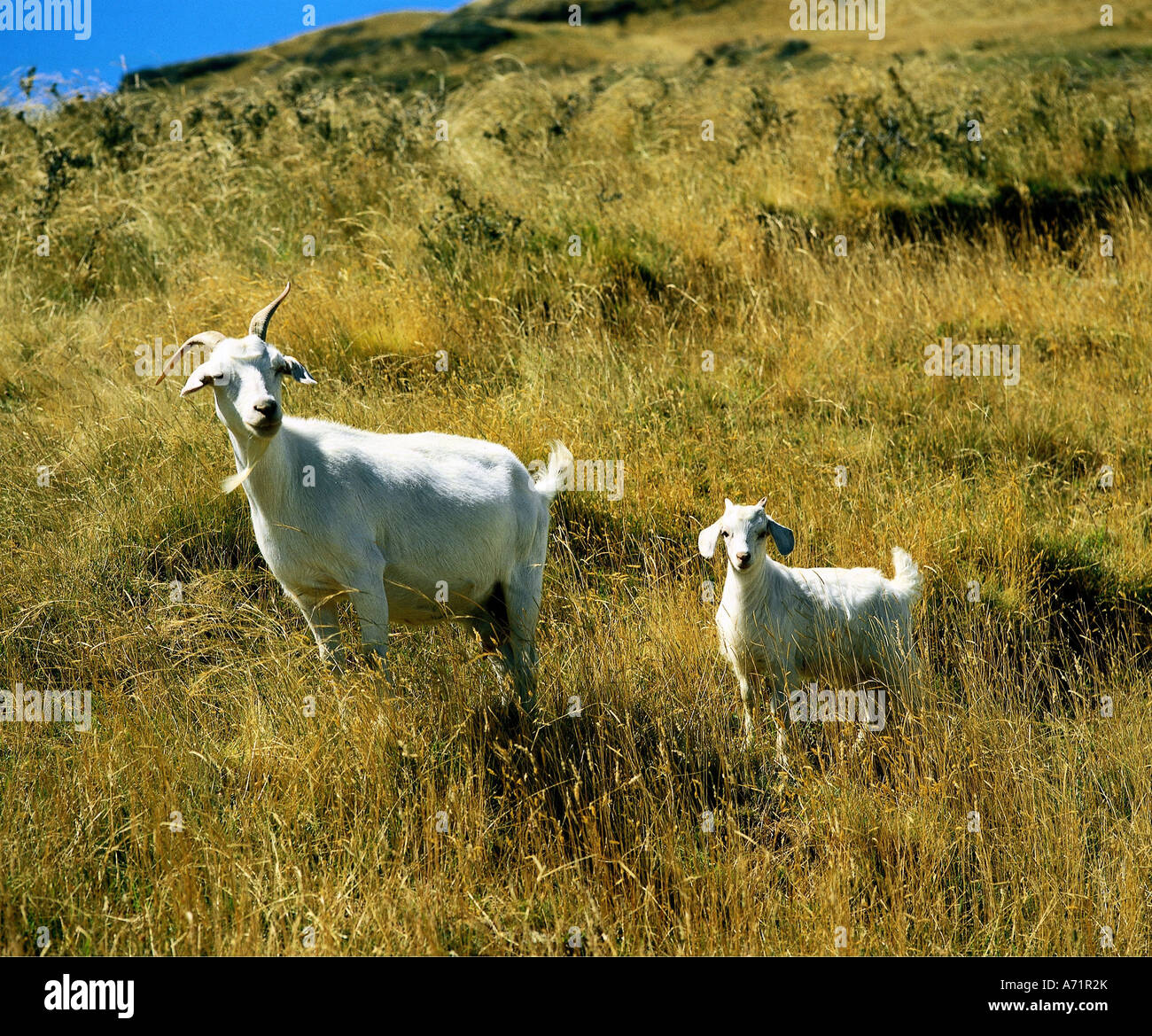 zoology / animals, mammal / mammalian, goats, goat standing in grass ...