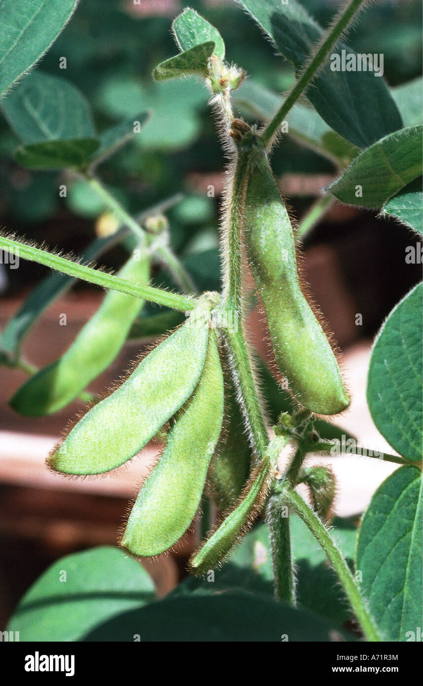 botany, soya bean, (Glycine max), pods at branch, green, hairy pod ...