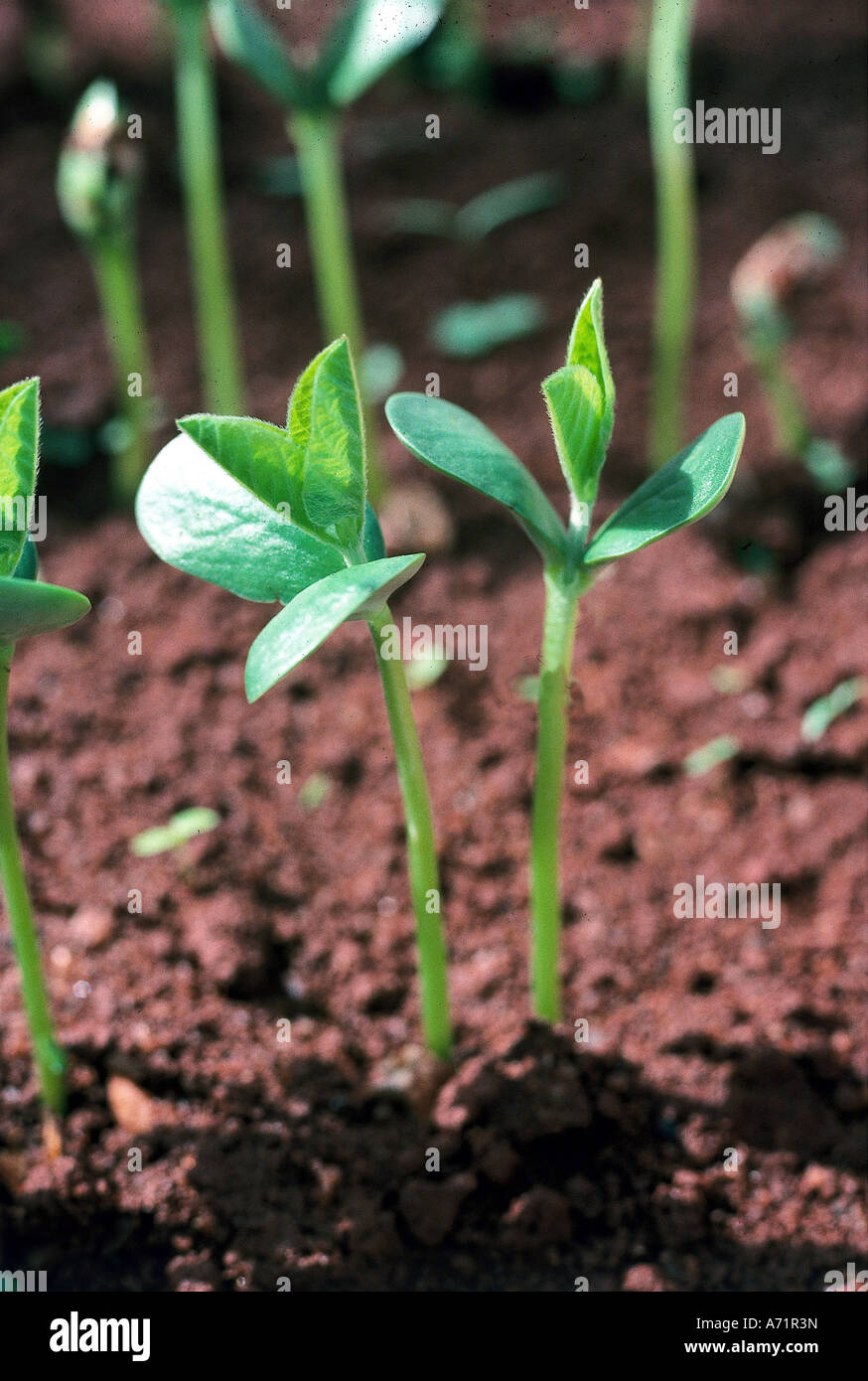 botany, soya bean, (Glycine max), slips, in ground, soybean, slip ...