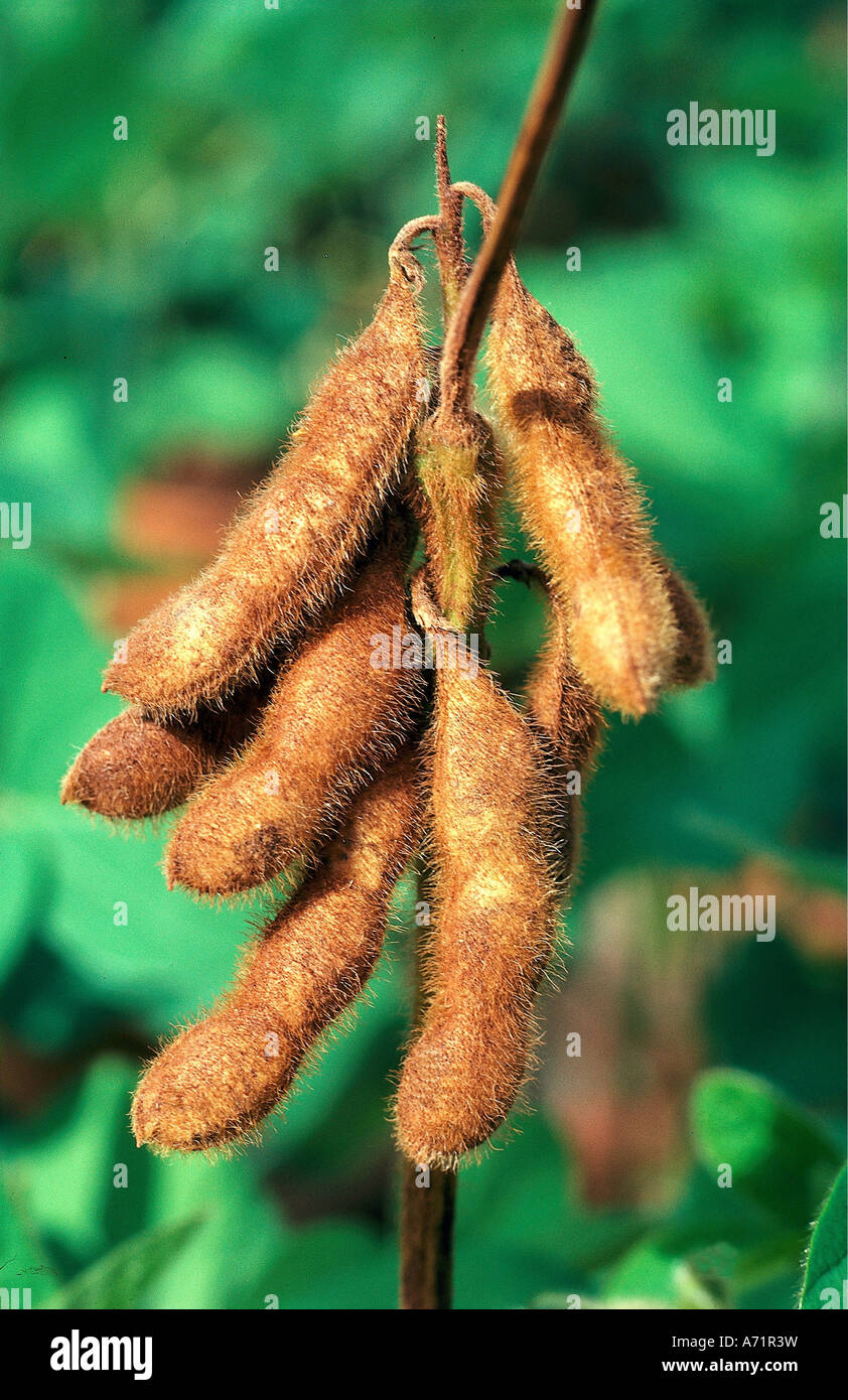 botany, soya bean, (Glycine max), pods, at branch, brown, dry, mellow ...