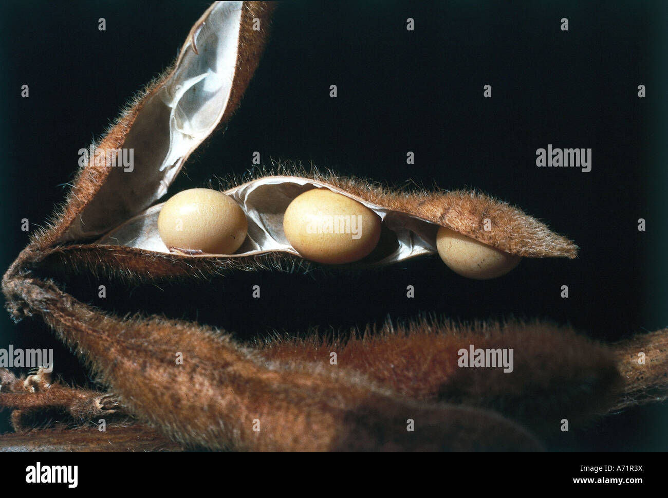 Botany soya bean glycine hi-res stock photography and images - Alamy