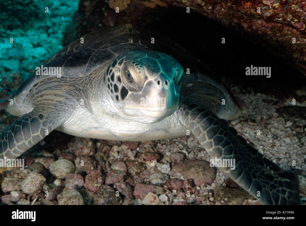 Loggerhead sea turtle underneath a rock in the Sea of Cortez Stock ...