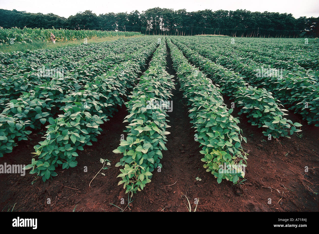 botany, soya bean, (Glycine max), shoots on field, plantation, soybean ...
