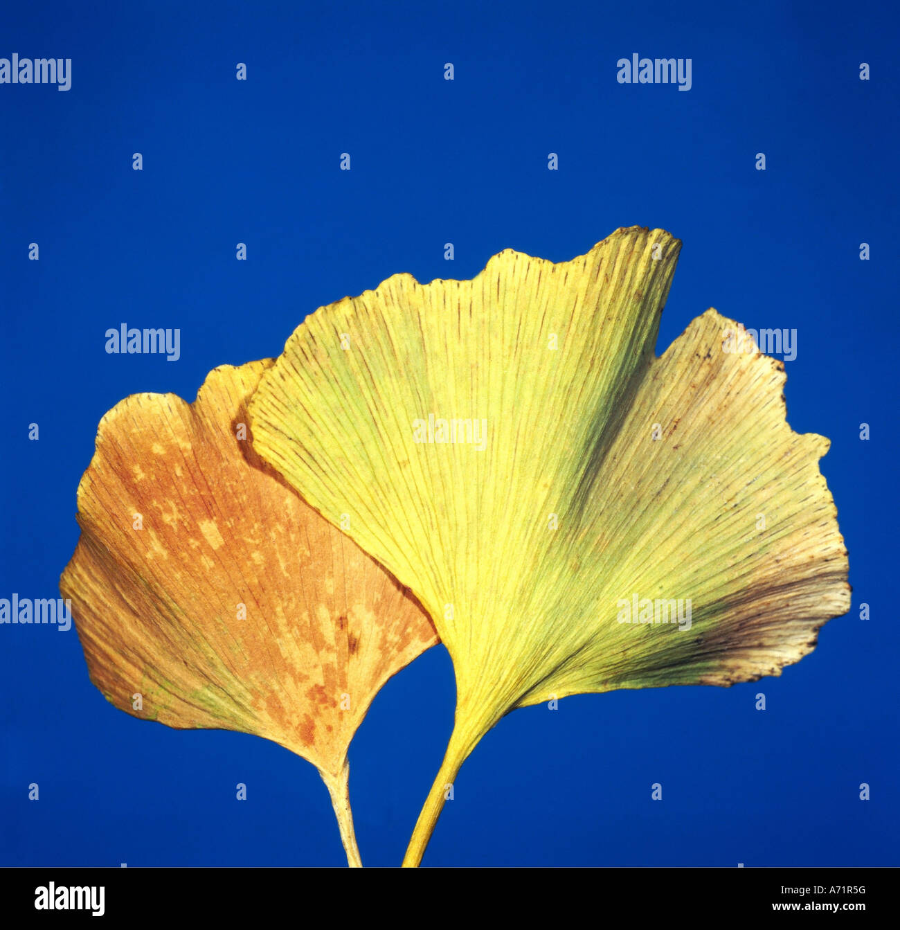 botany, Ginkgo, (Ginkgo biloba), leaves, studio shot, tree, leaf ...