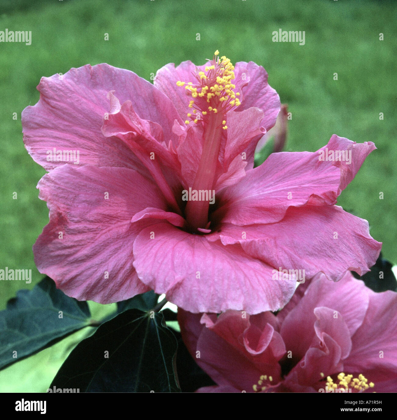 botany, hibiscus, rose mallow, (Hibiscus syriacus), blossom, blooming ...