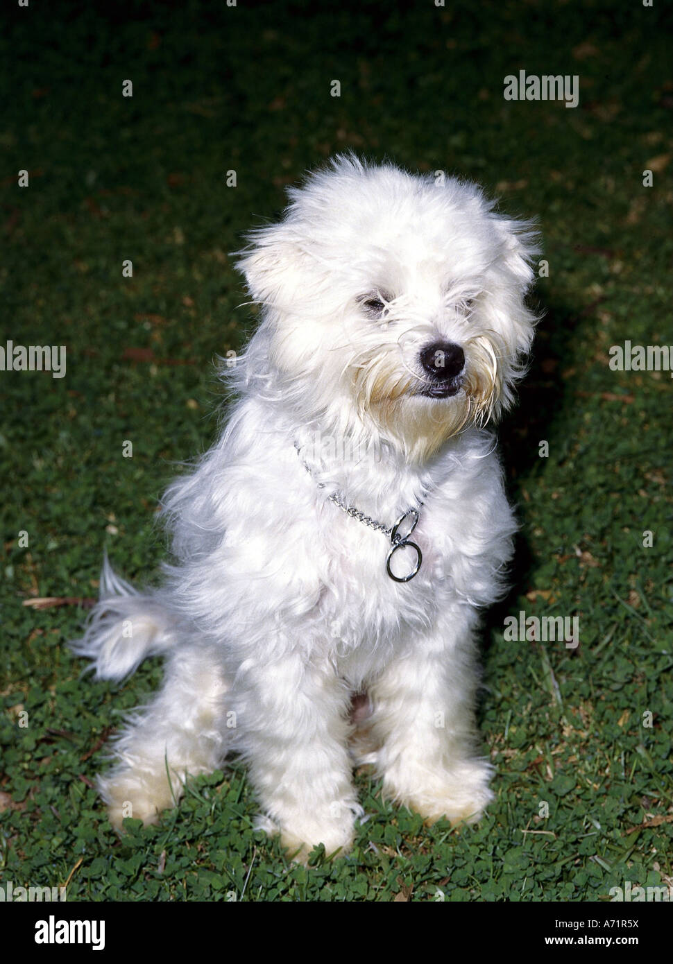 zoology / animals, mammal / mammalian, dogs, (Canis lupus familiaris ...