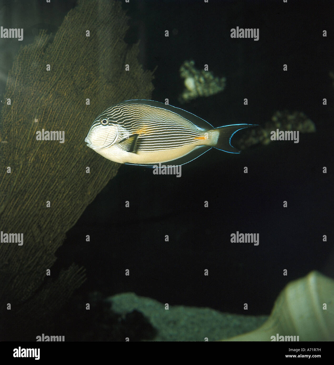 Zoology animals fish sohal surgeonfish hi-res stock photography and ...