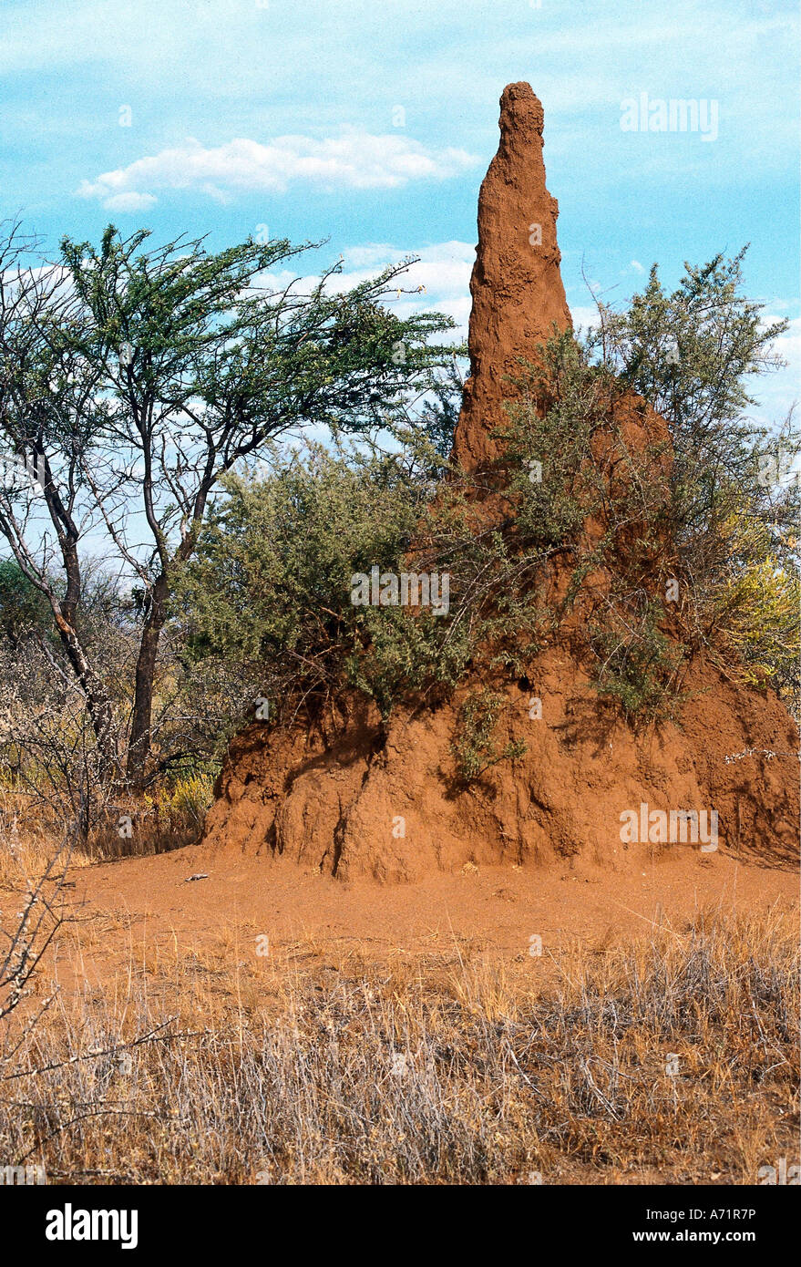 zoology / animals, insects, termite, (Isoptera), termite hill, Namibia ...
