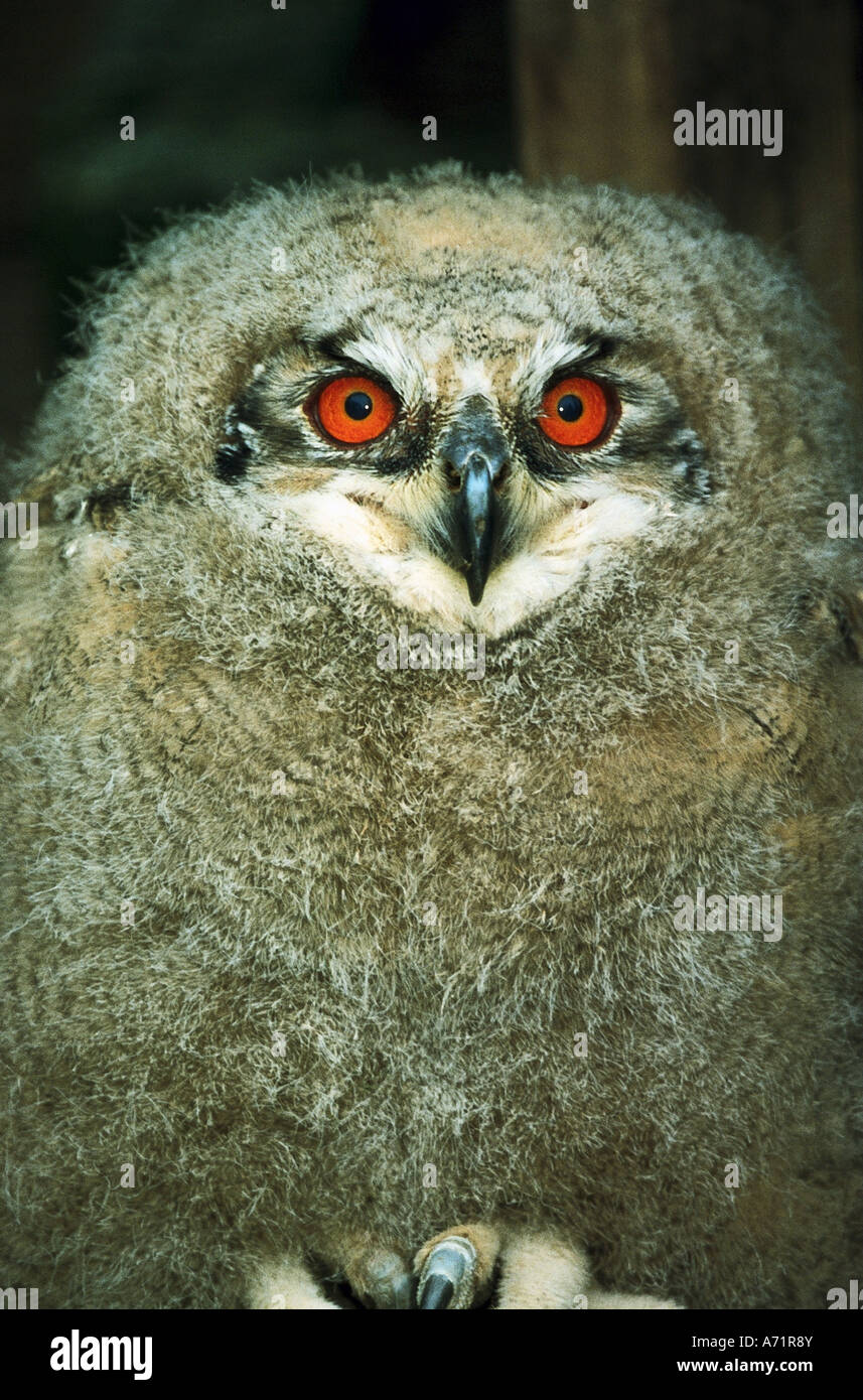 zoology / animals, avian / bird, Eurasian Eagle-Owl, (Bubo bubo), cub ...