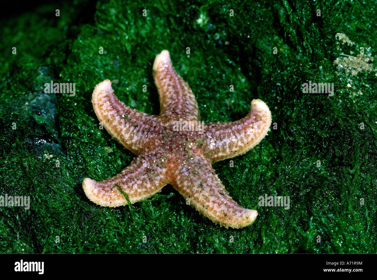 zoology / animals, Echinoderm, starfish, Common Starfish, (Asteroidea ...