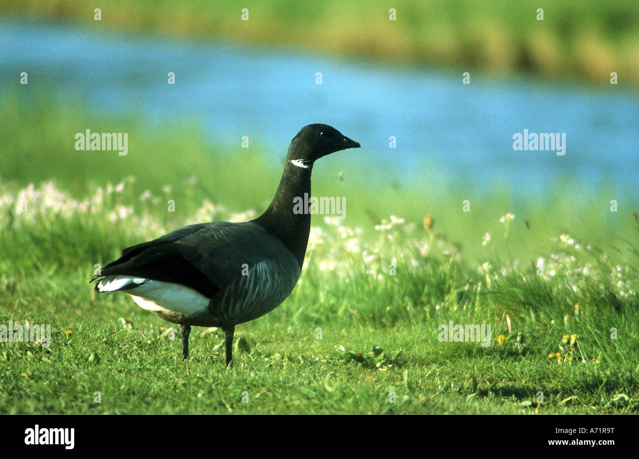 Brant brent goose bernicla texel hi-res stock photography and images ...