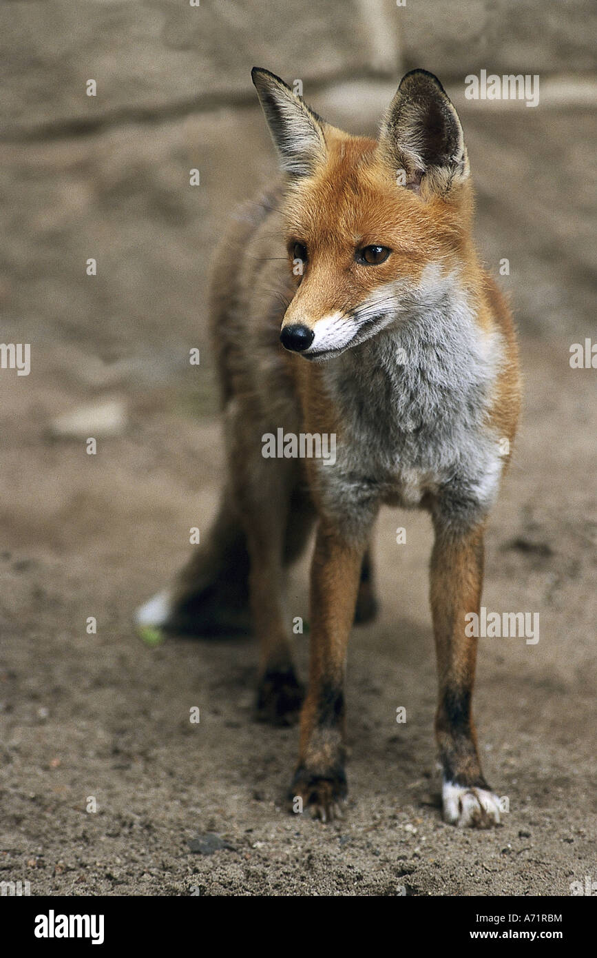 Vulpes vulpes australia hi-res stock photography and images - Alamy