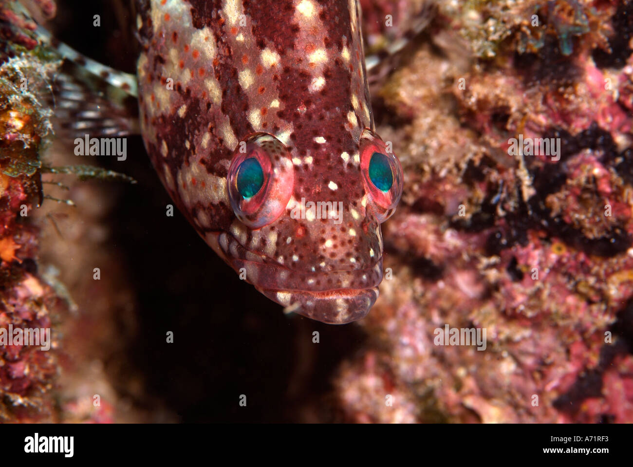Marine grouper eyes hi-res stock photography and images - Alamy