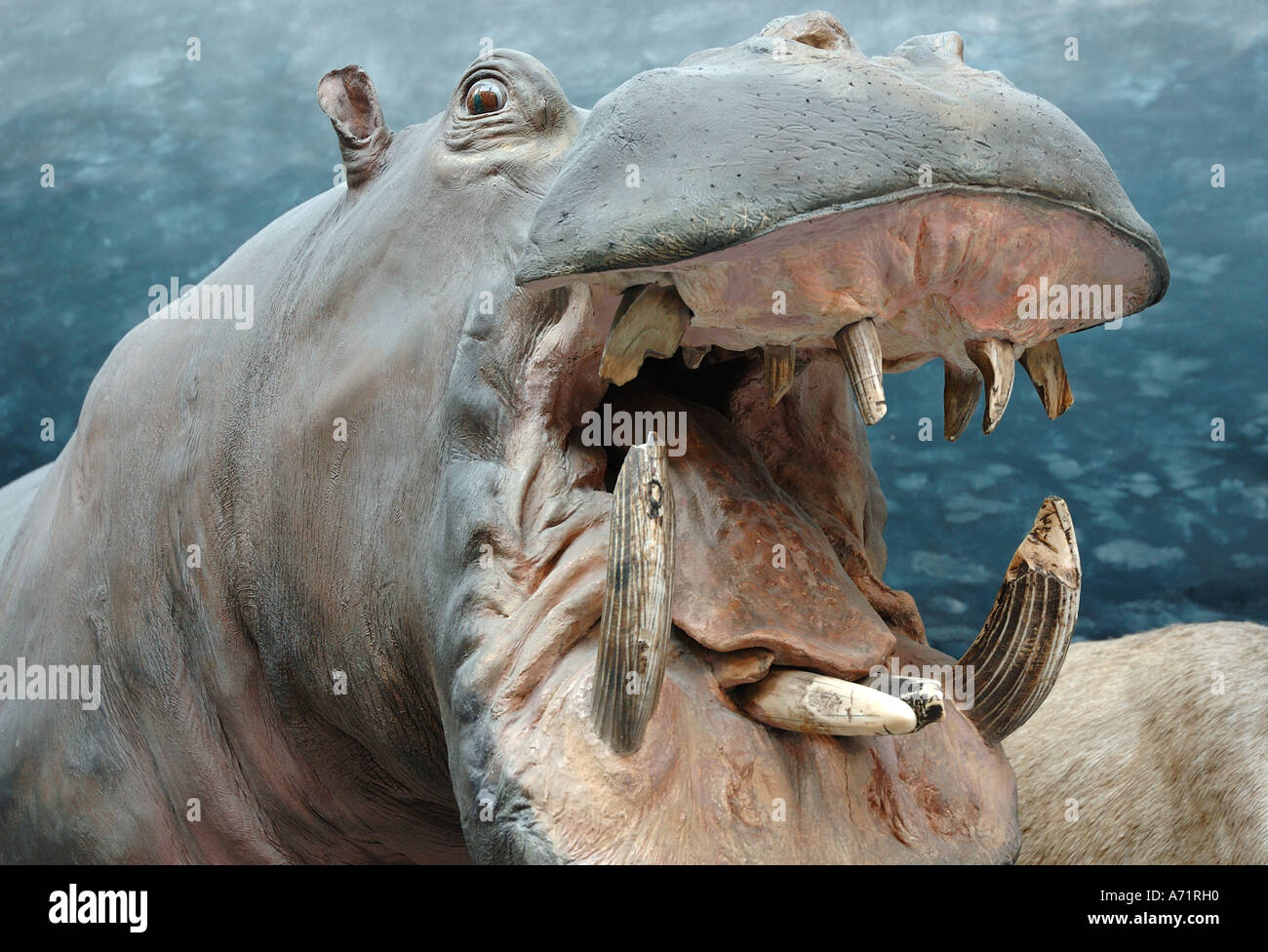 Hippopotamus museum natural history museum hi-res stock photography and ...