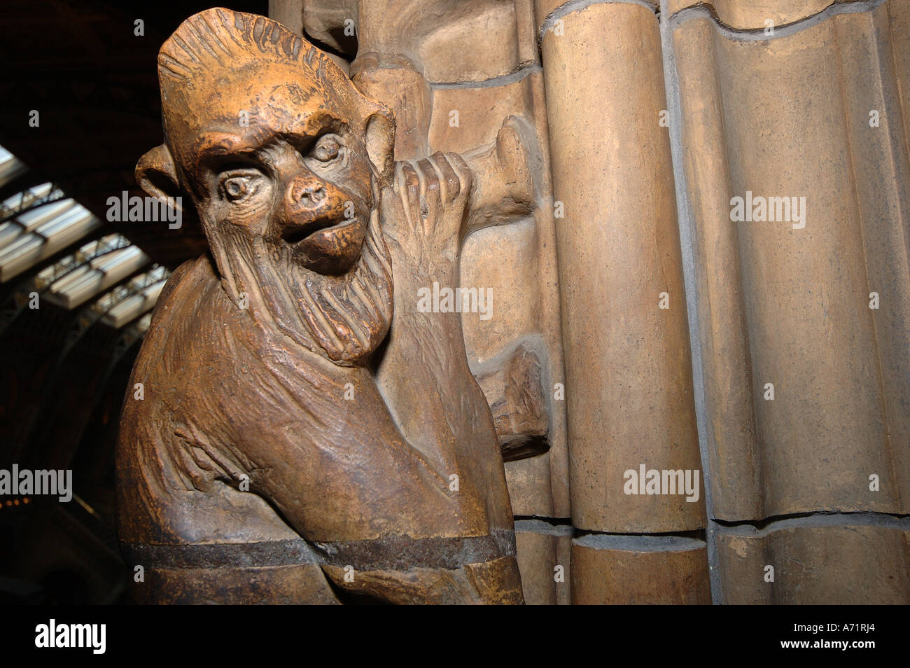 Detail of carving of a monkey in the Museum of Natural History, London ...