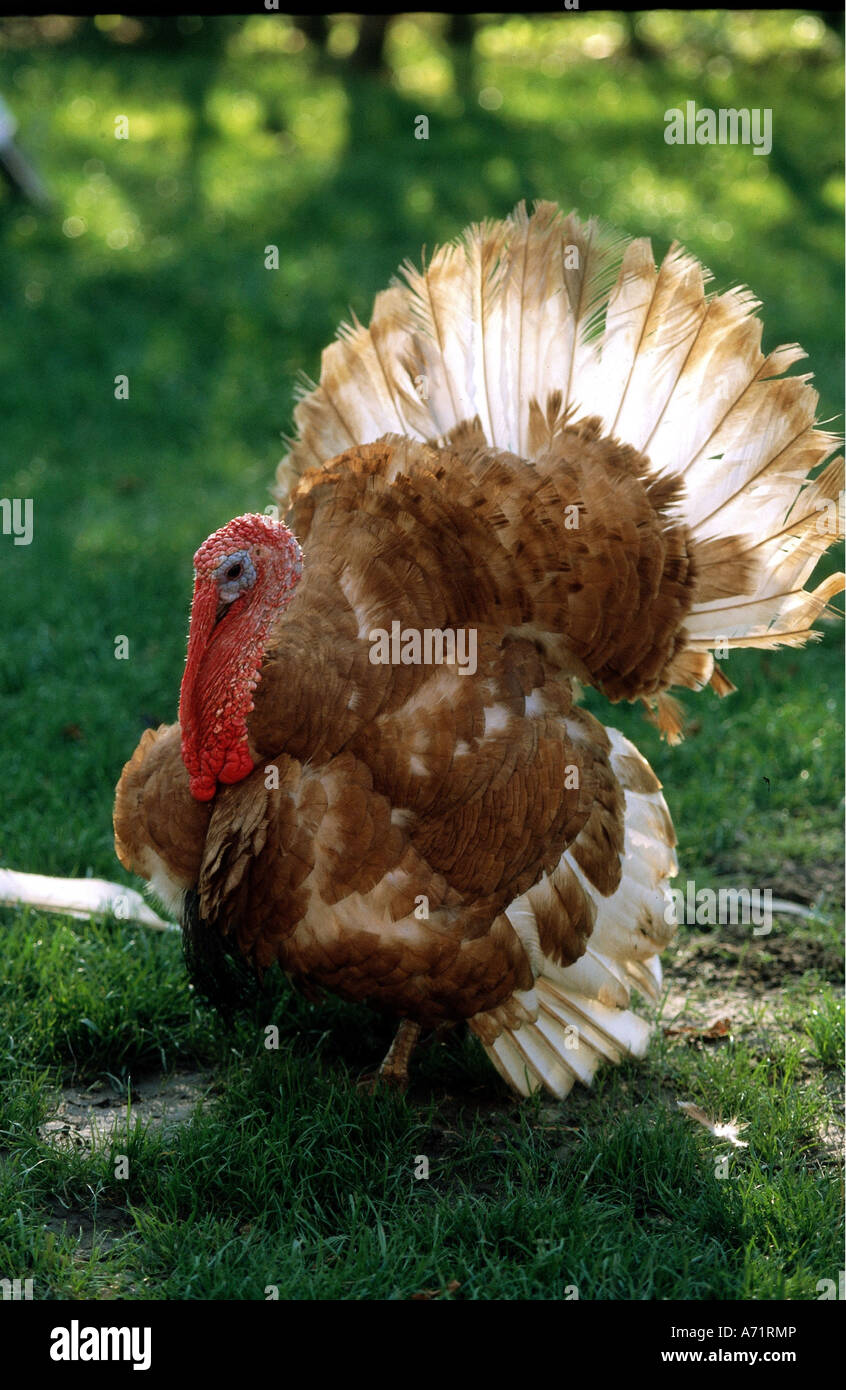 zoology / animals, avian / birds, Wild Turkey, (Meleagris gallopavo ...