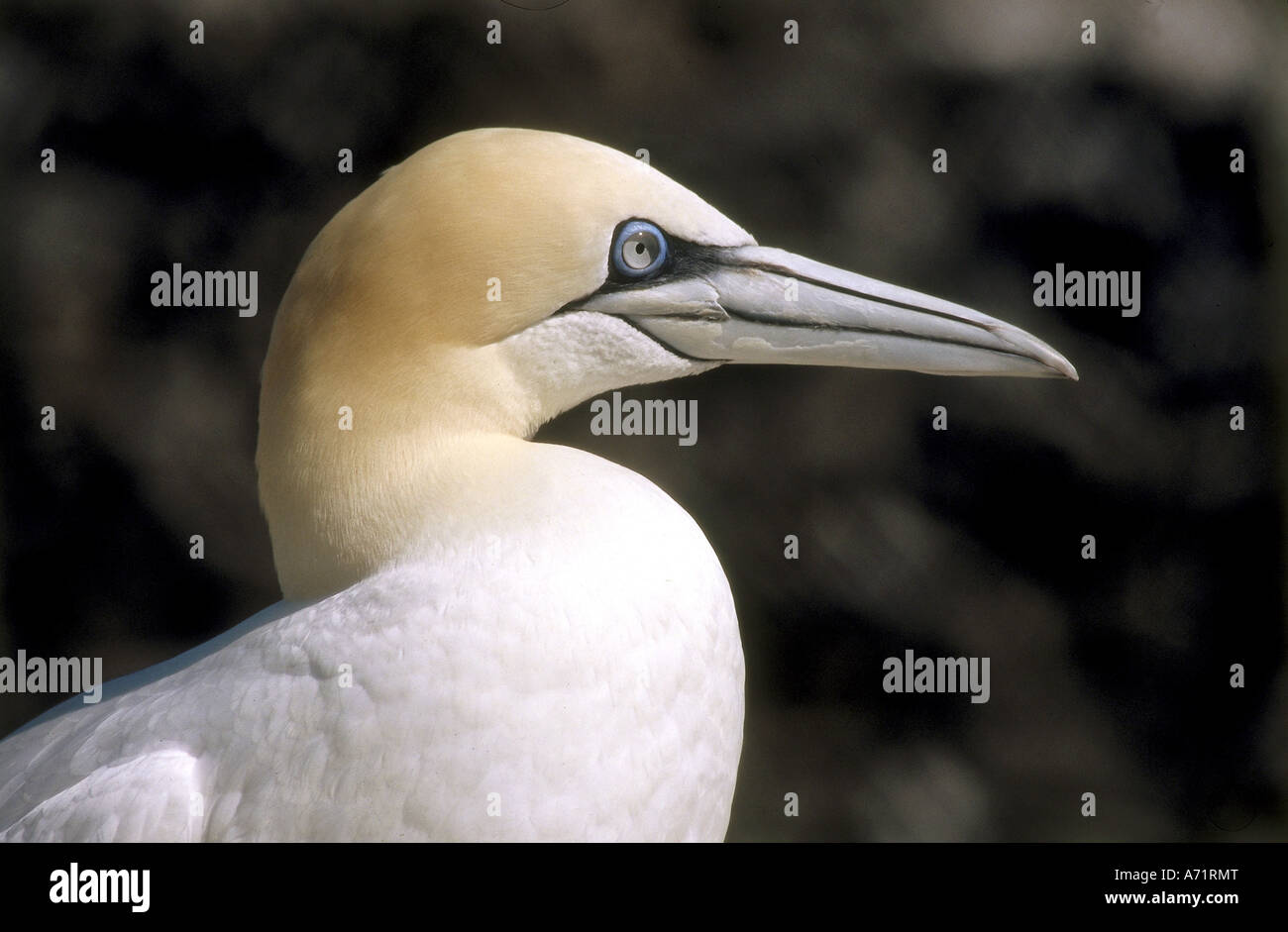 Gannet head and neck hi-res stock photography and images - Alamy