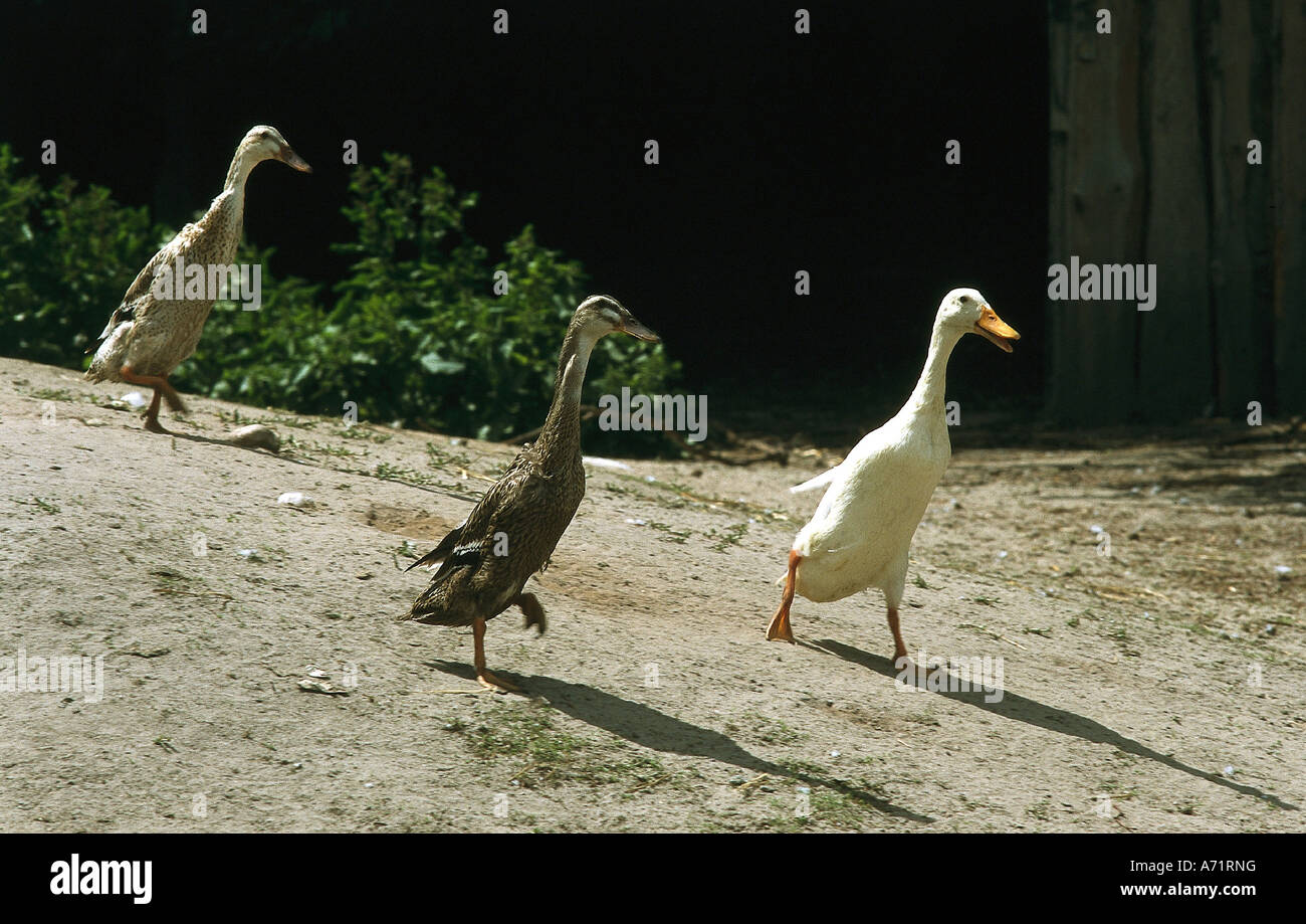 zoology / animals, avian / bird, Domesticated duck, three ducks ...